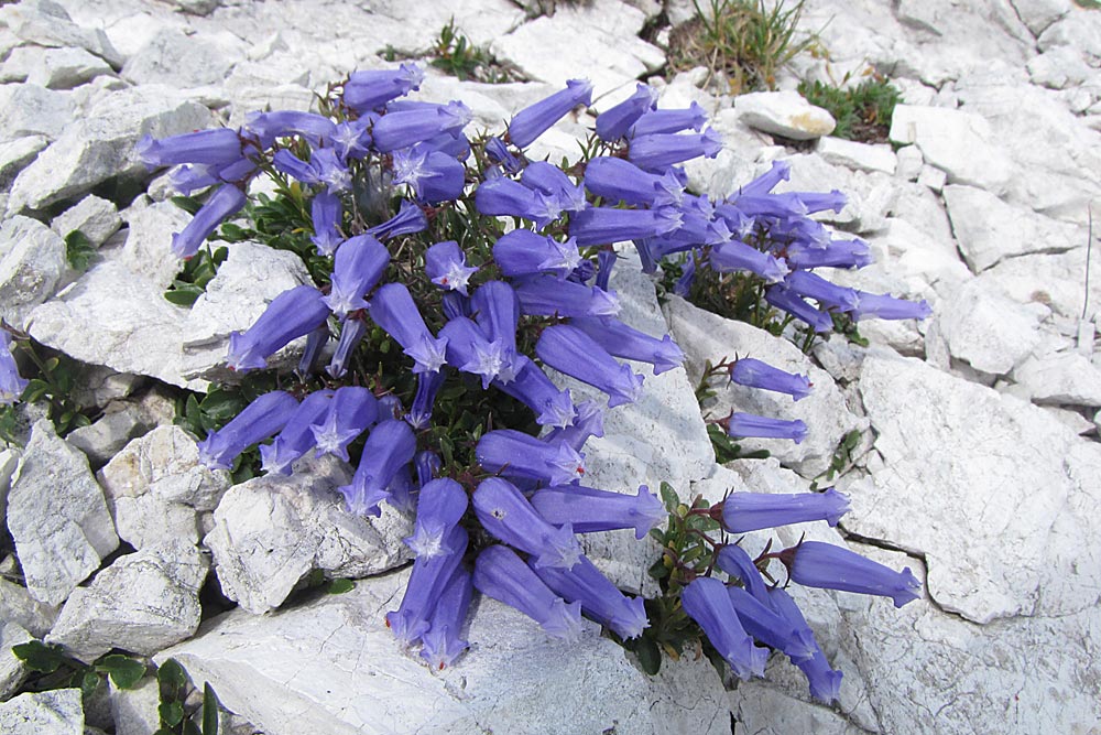 Alpski botanični vrt Juliana